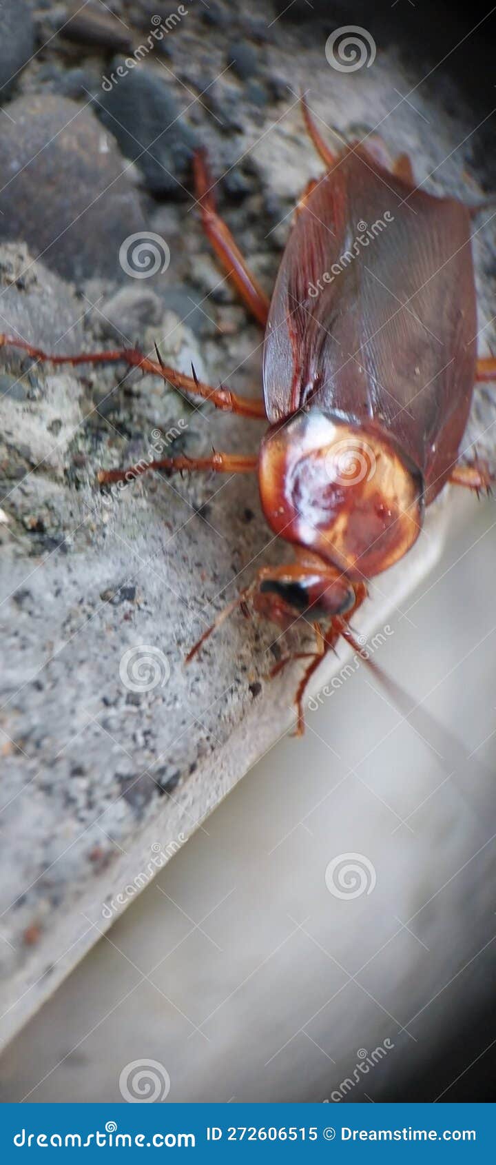 Cockroach Insect Animal from Central Java, Indonesia Stock Image ...