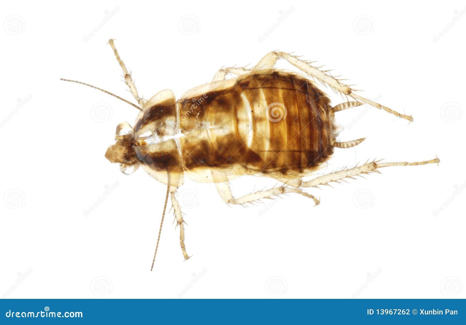 Cockroach insect molt stock photo. Image of abdomen, animals - 13967262