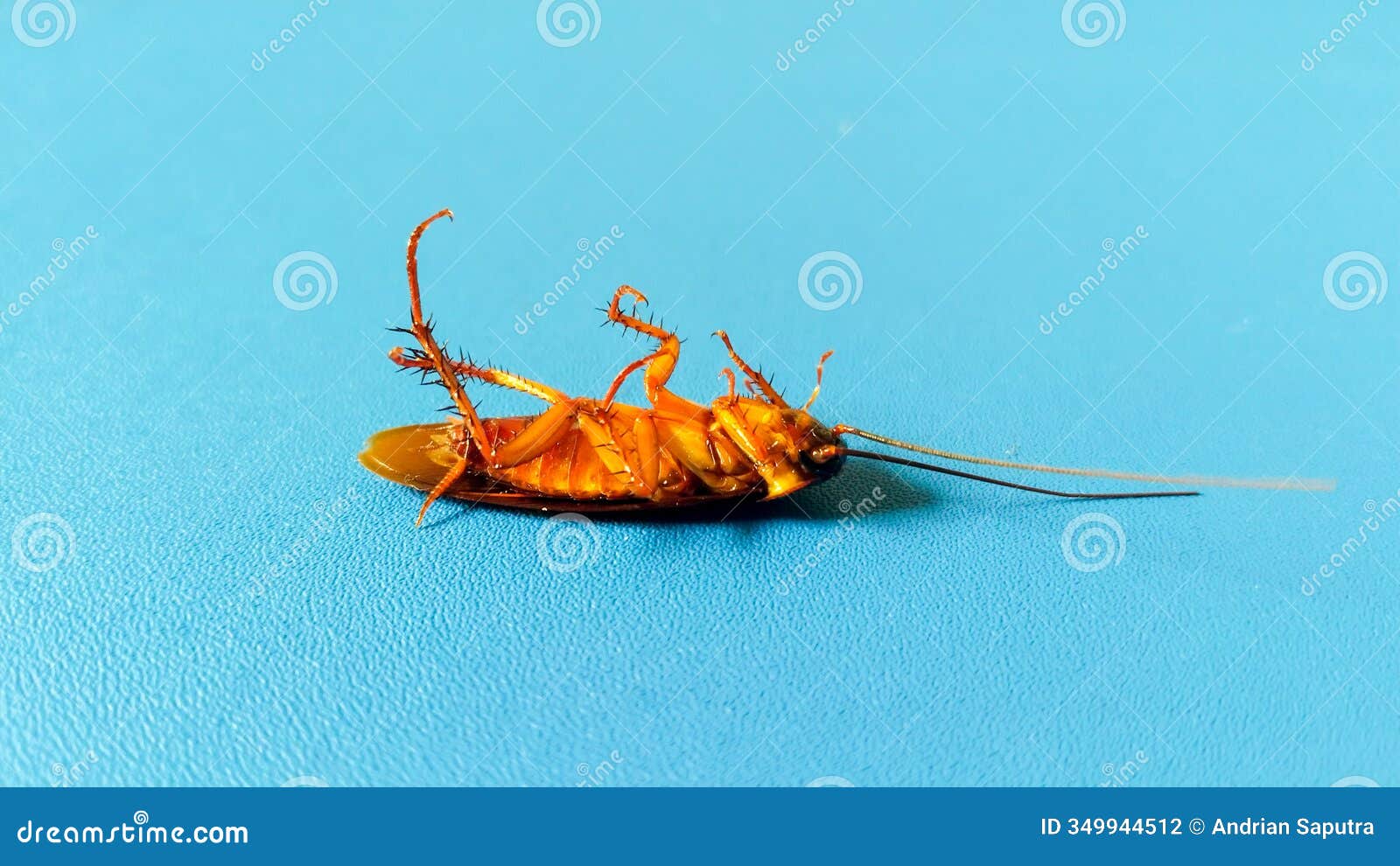 Cockroach inverted stock photo. Image of crawly, environment - 349944512