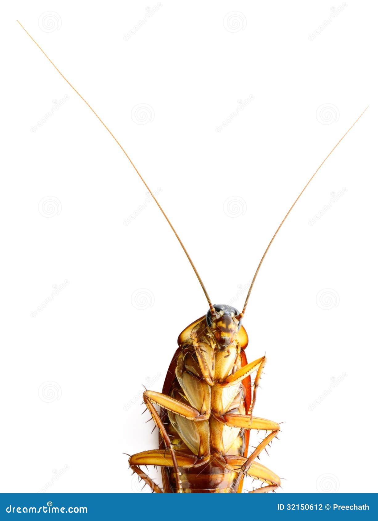 Cockroach stock photo. Image of macro, health, crawling - 32150612