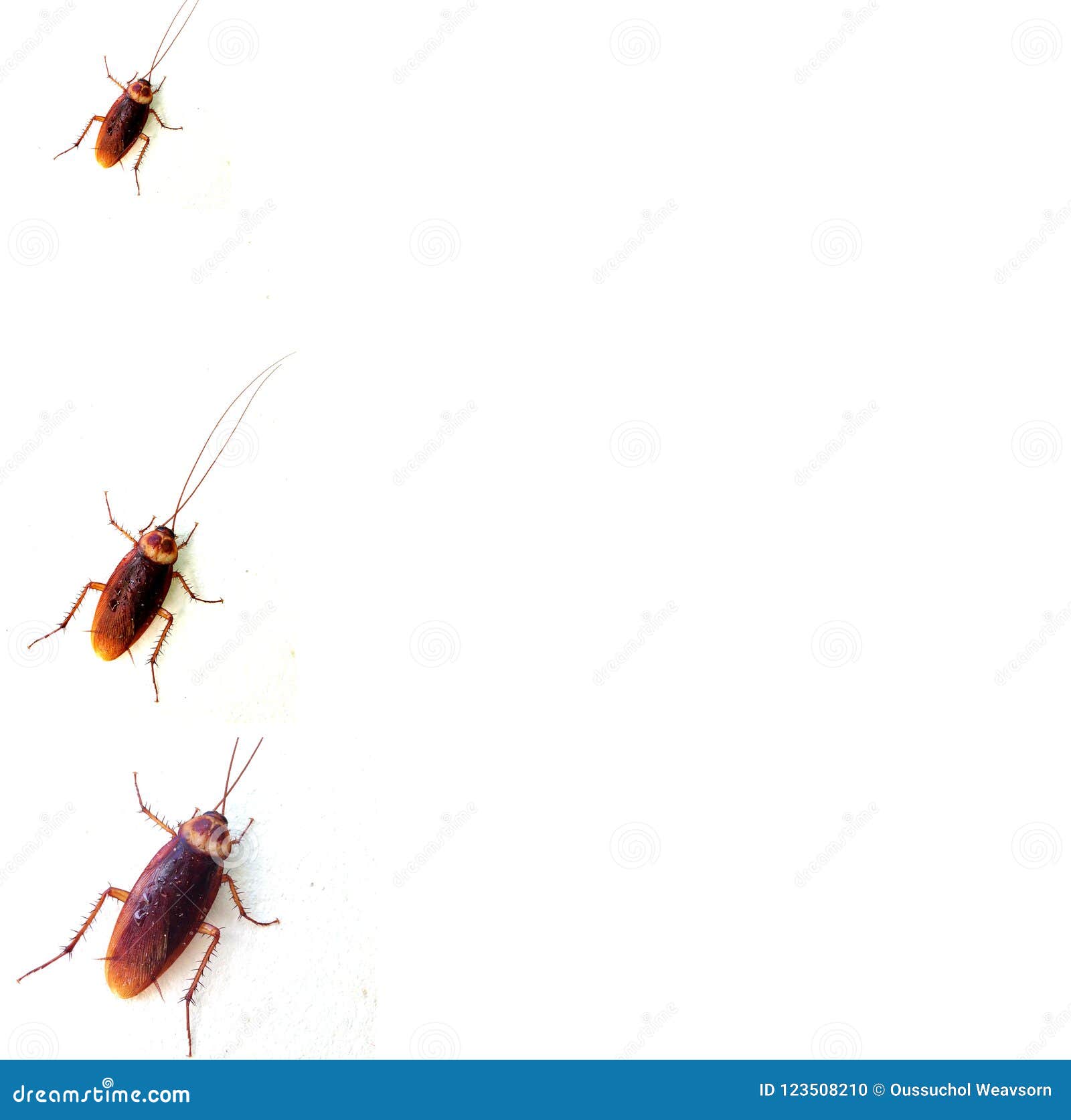 Cockroach Isolate on White Background Stock Photo - Image of brown ...