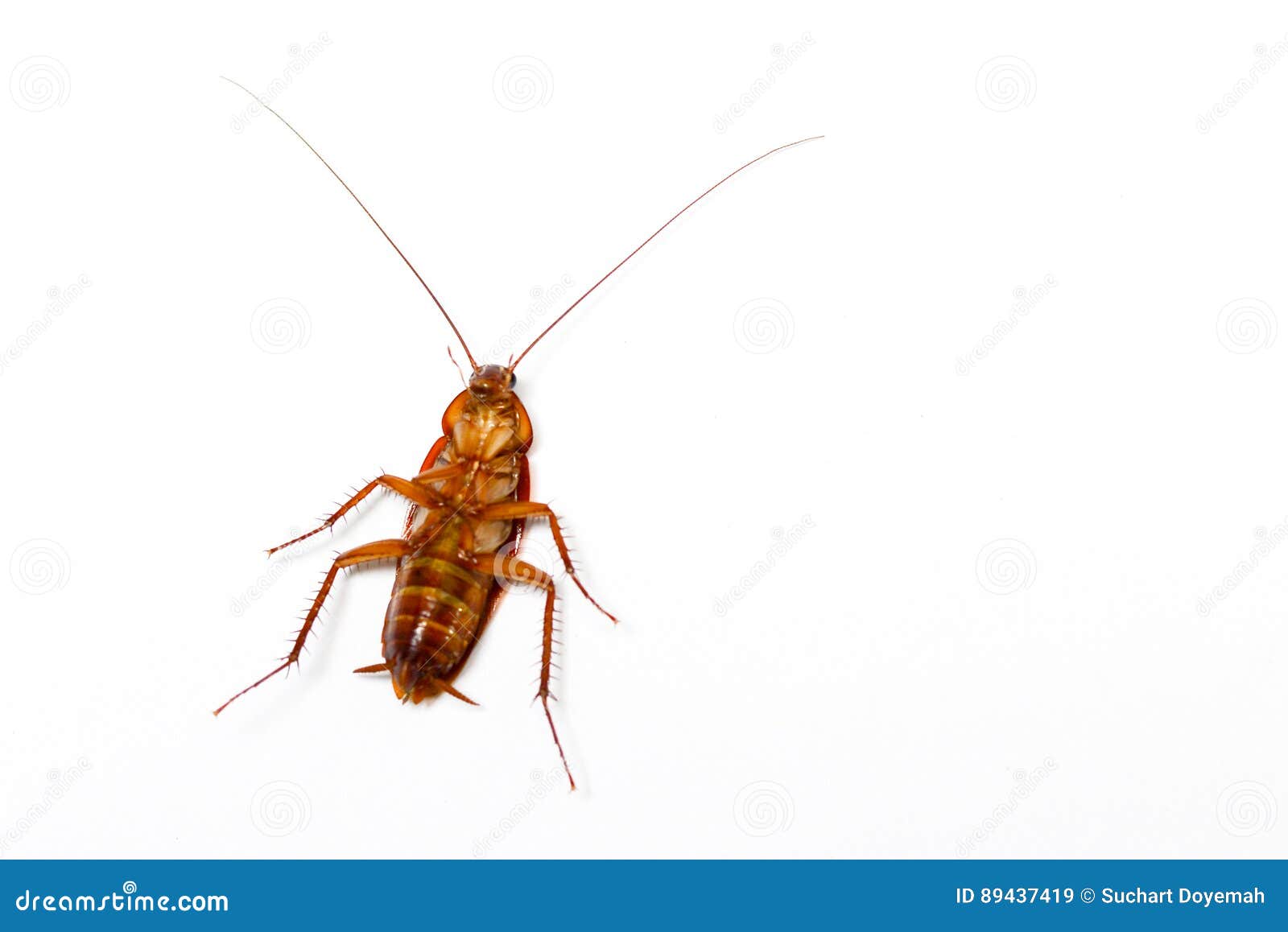 Cockroach on White Background Stock Image - Image of dirty, urban: 89437419