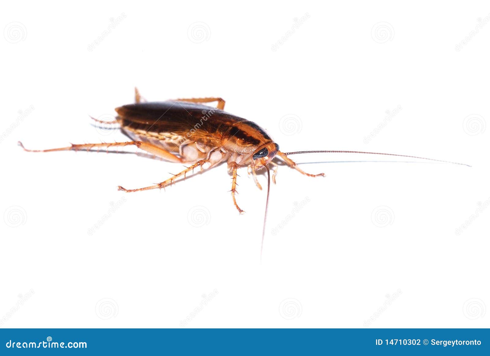 Cockroach isolated stock photo. Image of macro, head - 14710302