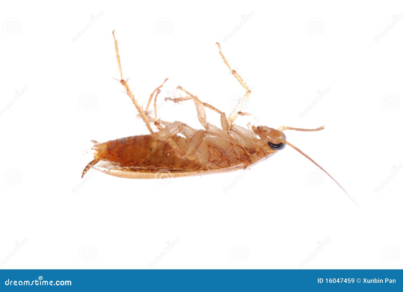 Cockroach isolated stock image. Image of german, crash - 16047459