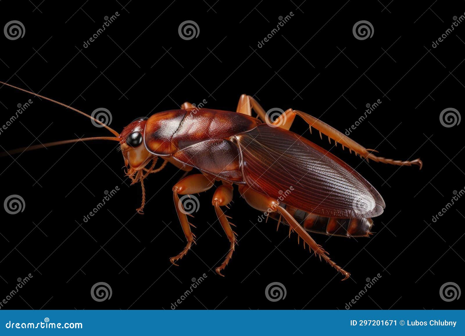3d Cockroach Isolated On White Background - Realistic Lifelike Figure ...