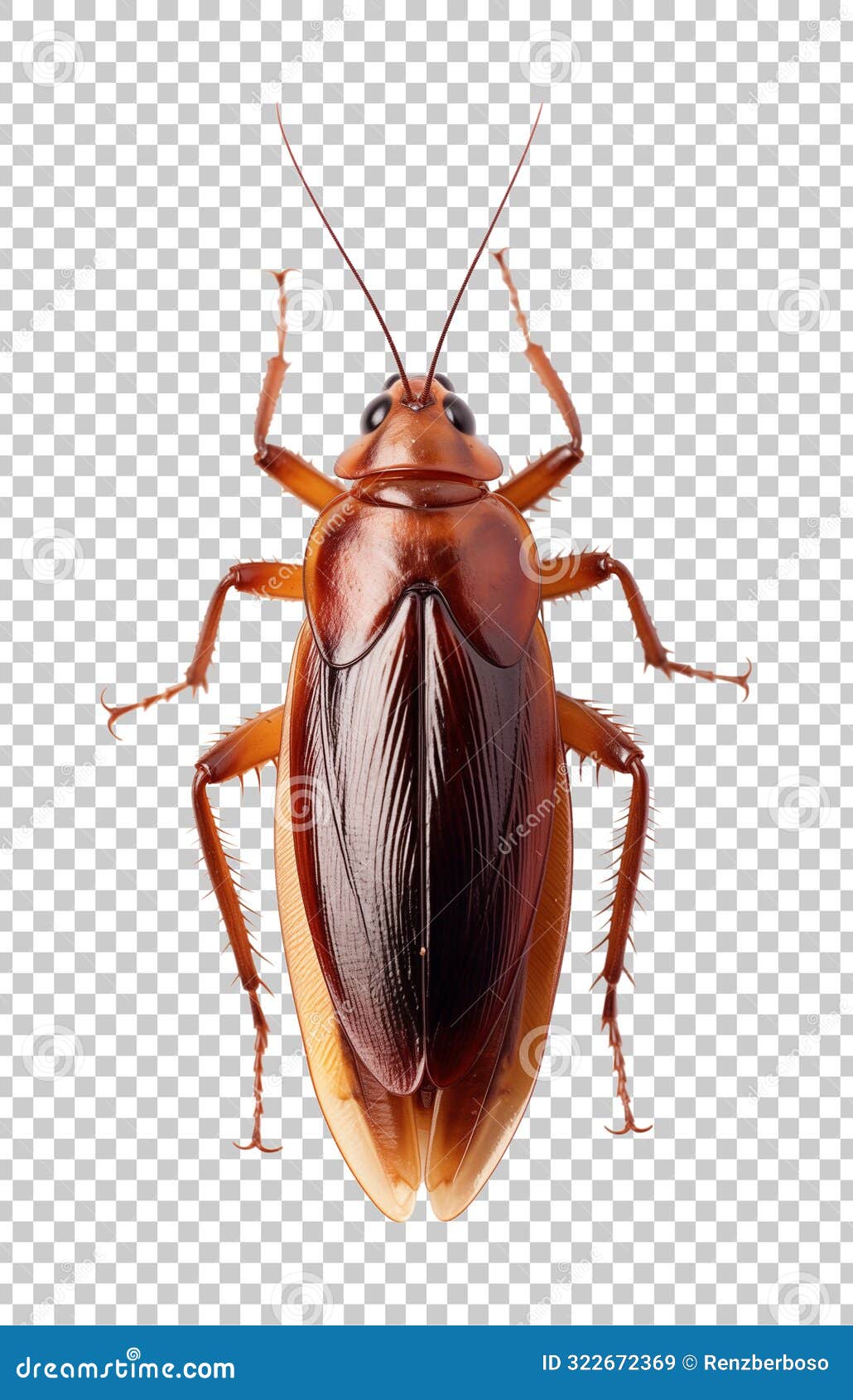 Cockroach Isolated On Transparent Background PNG Stock Photo ...