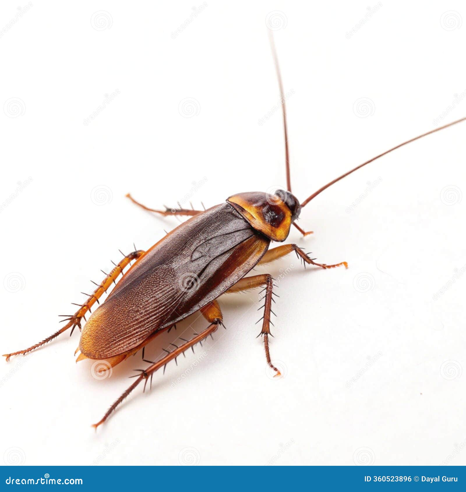3d Fat And Sad Cockroach Isolated On Yellow Background. Horizontal ...
