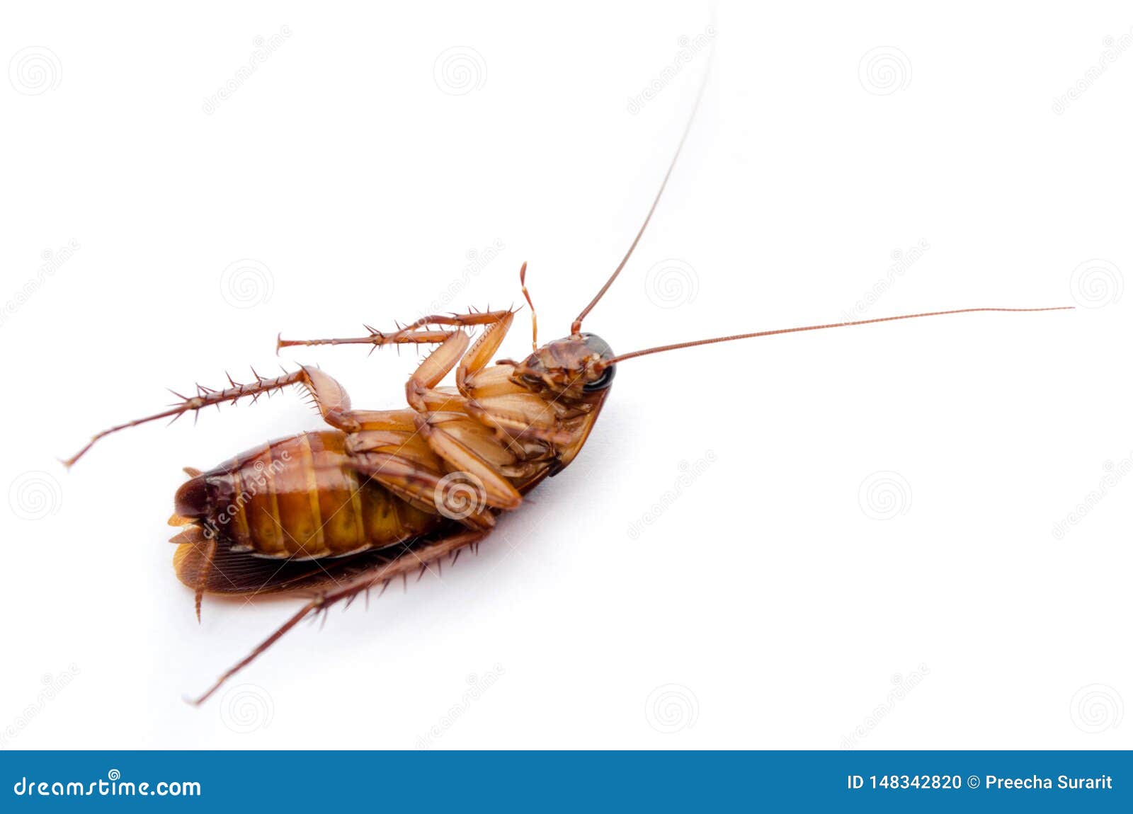 Cockroach isolated. stock photo. Image of view, insect - 148342820