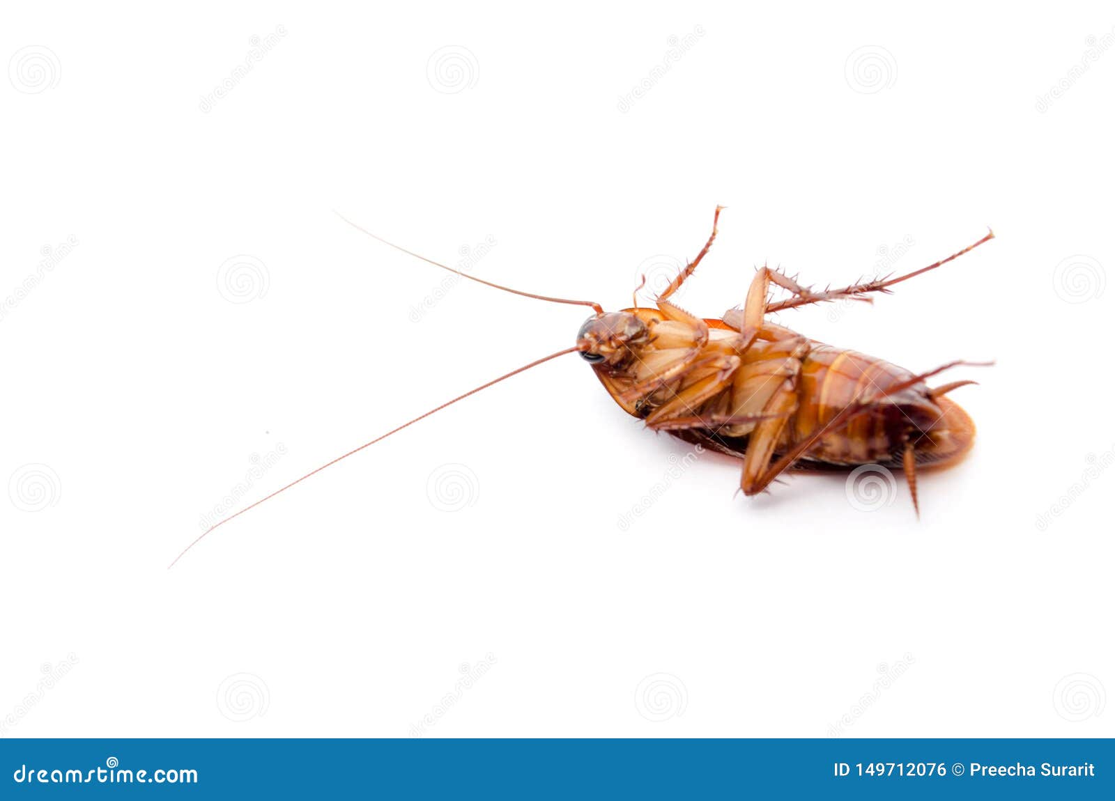 Cockroach isolated. stock photo. Image of dying, dirt - 149712076