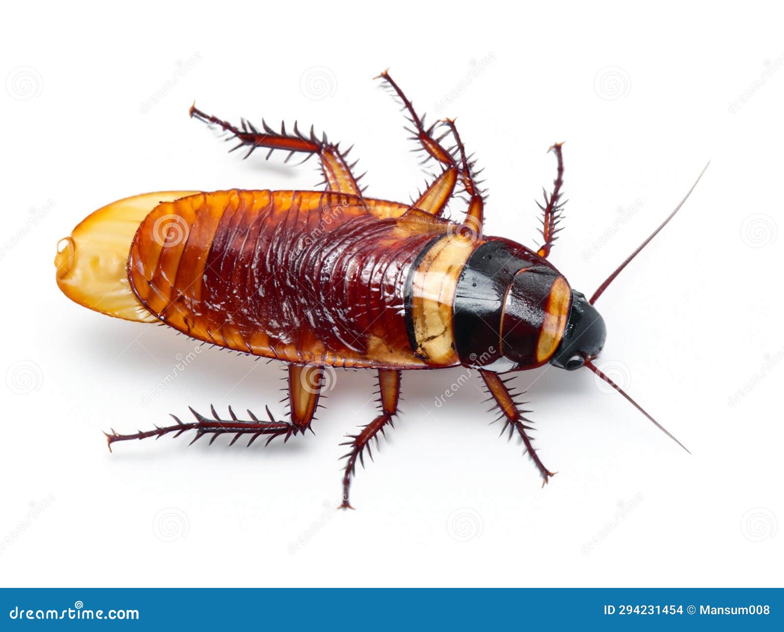 Cockroach Isolated on White Background Stock Photo - Image of wild ...