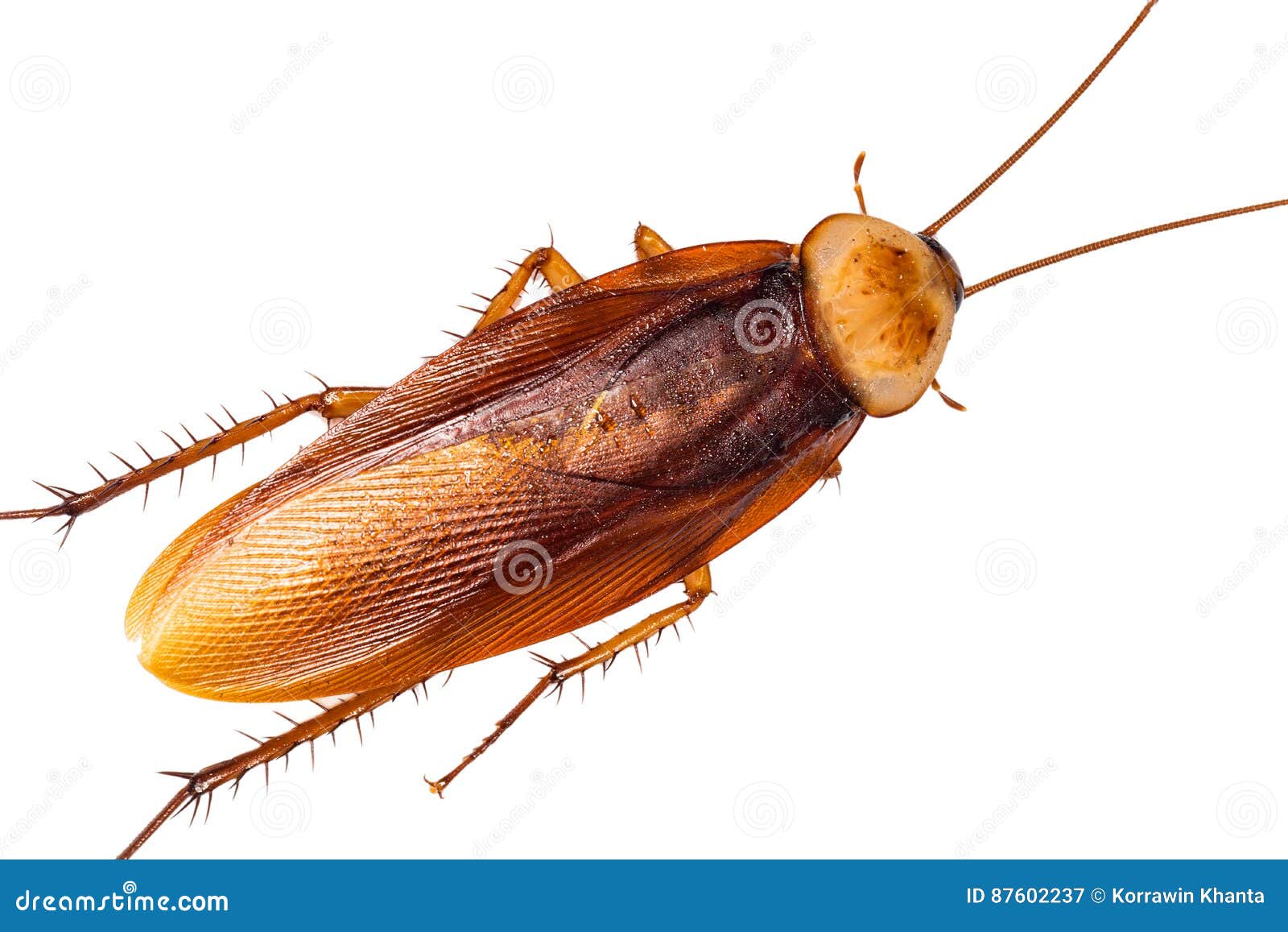 Cockroach,isolated on White Background Stock Image - Image of body ...