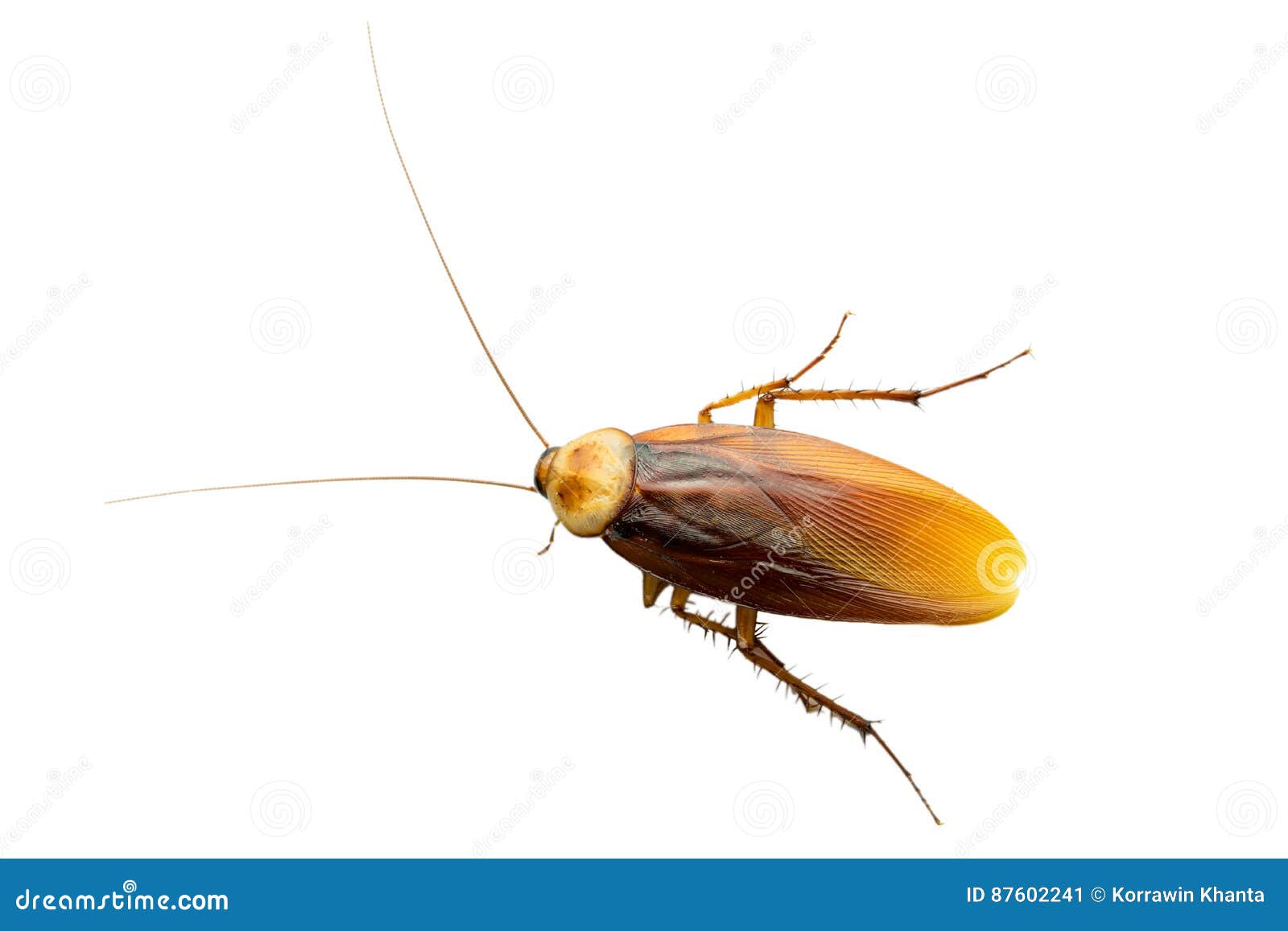 Cockroach,isolated On White Background Royalty-Free Stock Photo ...