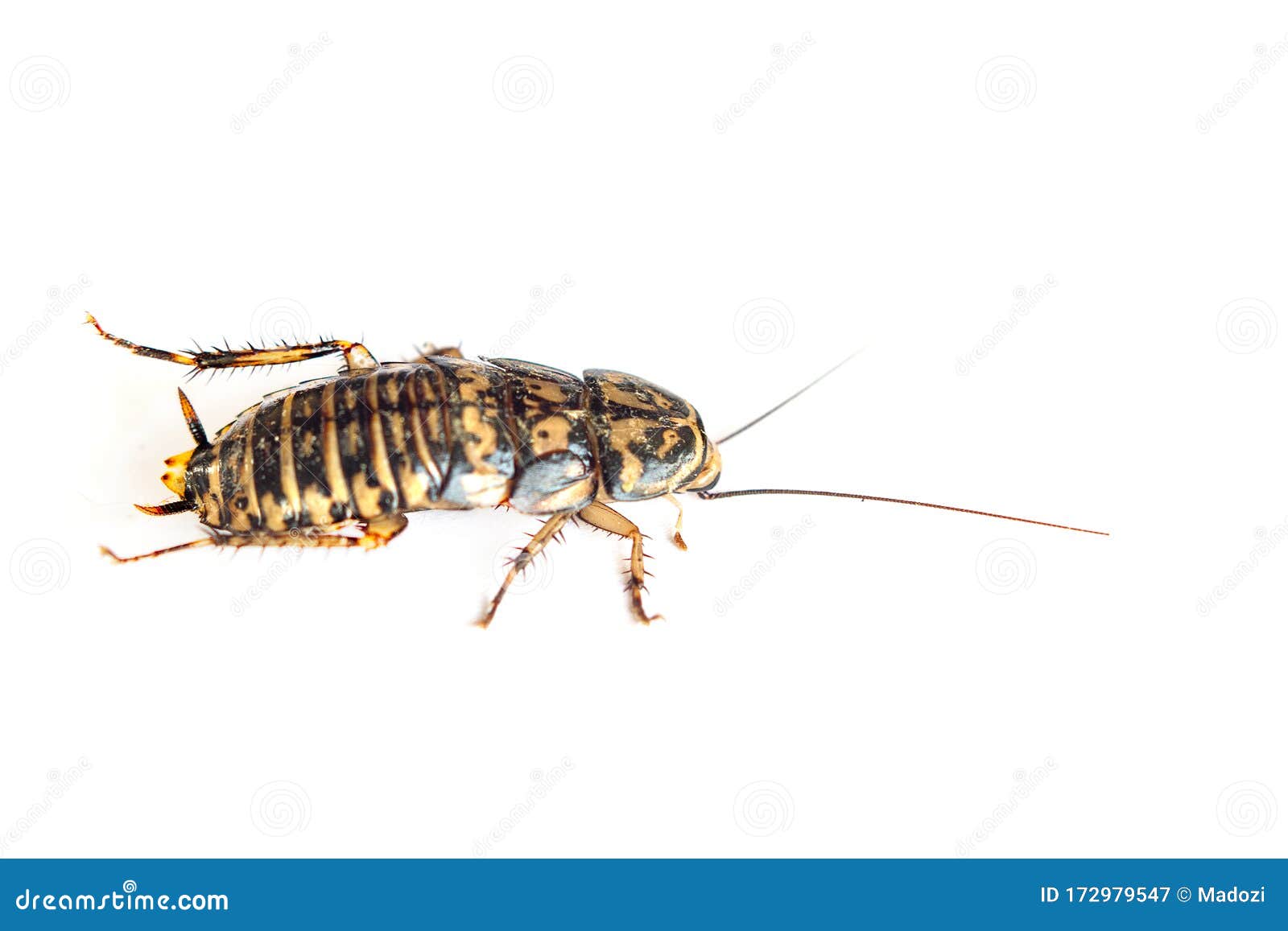 Cockroach Isolated on White Background Stock Image - Image of head ...