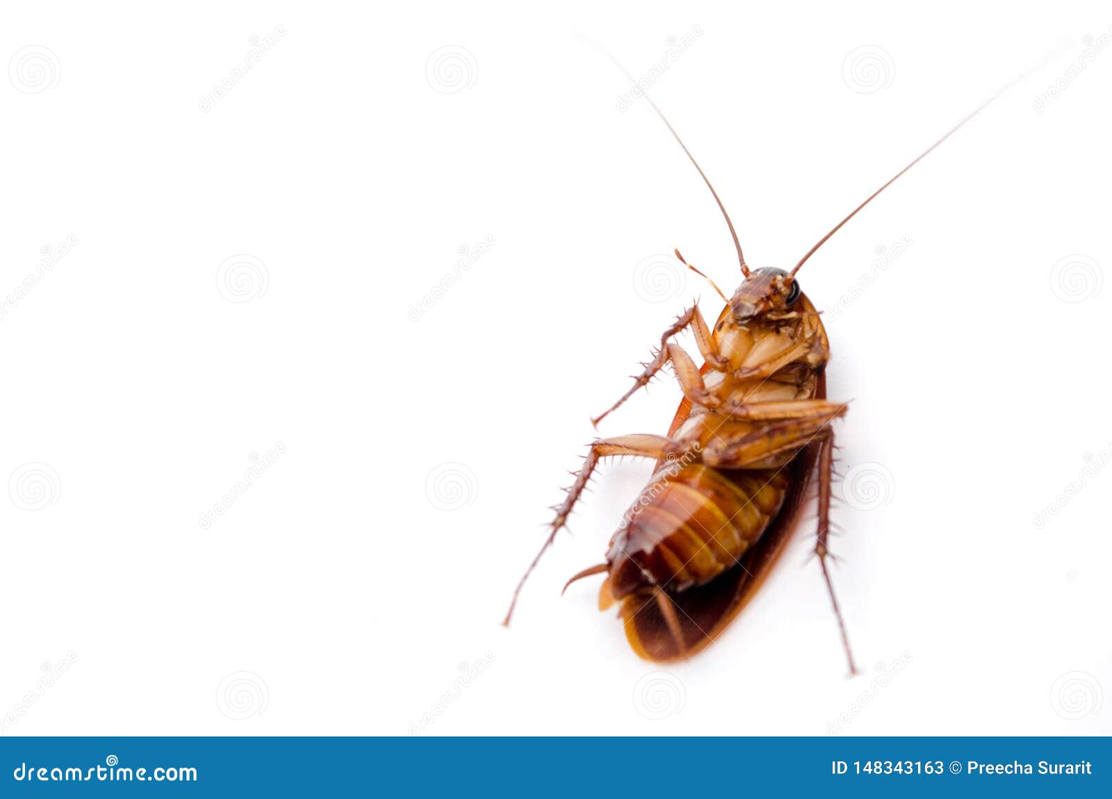 Cockroach isolated. stock image. Image of dying, pest - 148343163