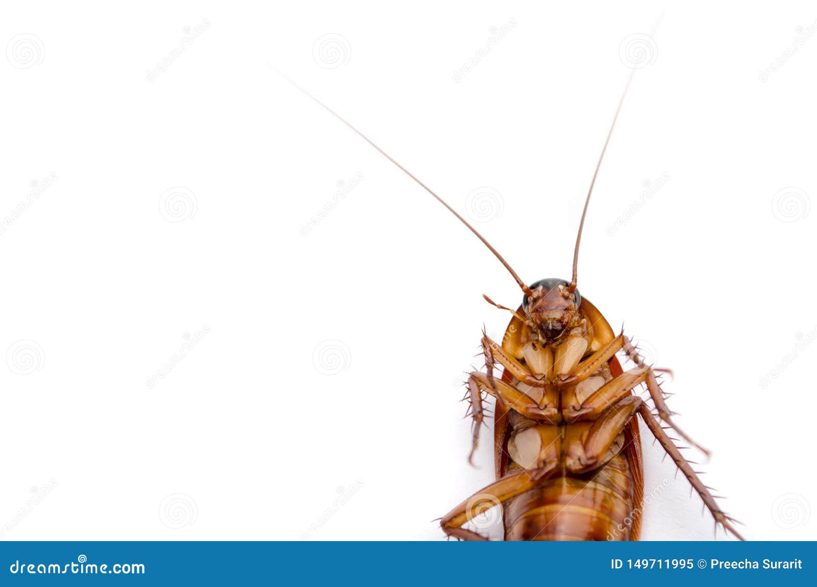 Cockroach isolated. stock image. Image of dying, insect - 149711995