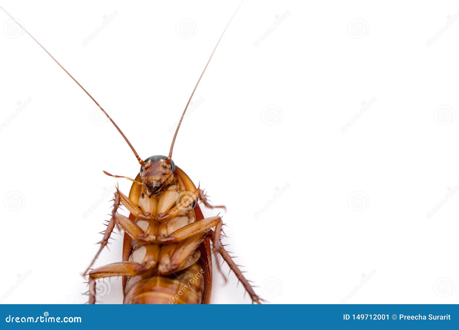 Cockroach isolated. stock image. Image of drawing, background - 149712001