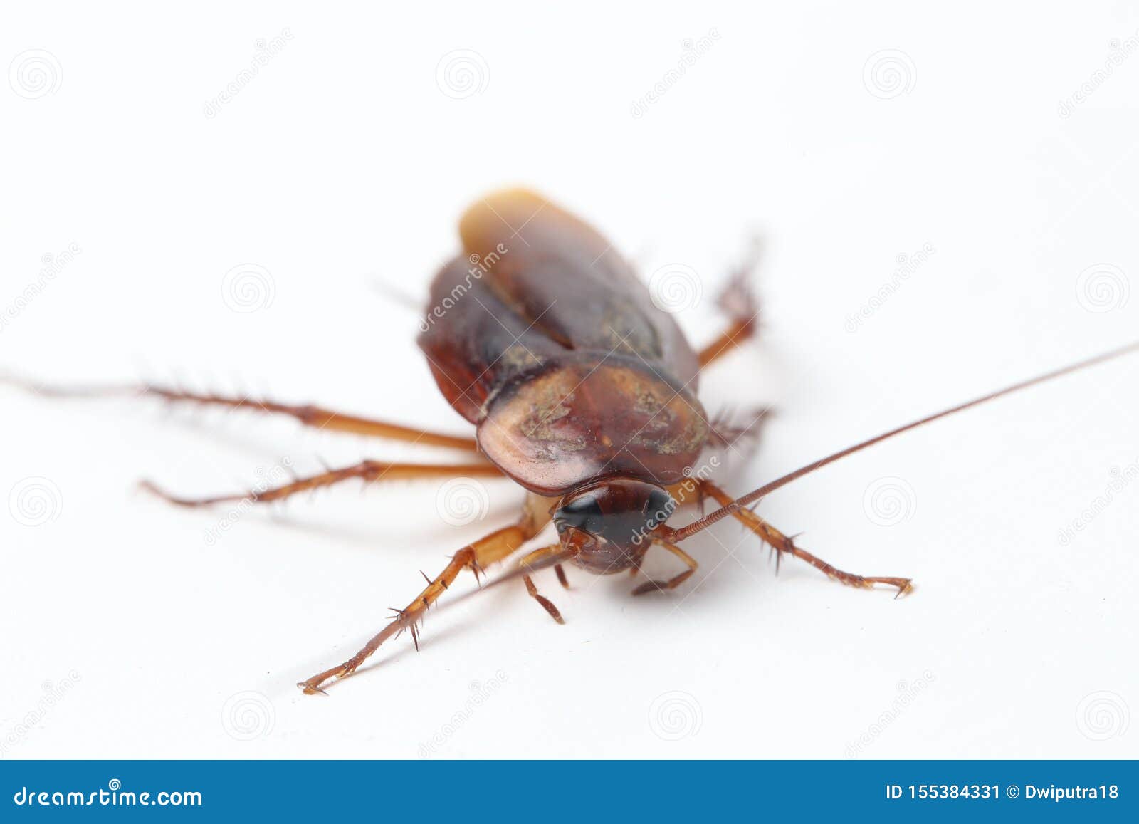 The Cockroach Isolated on the White Stock Image - Image of creepy ...