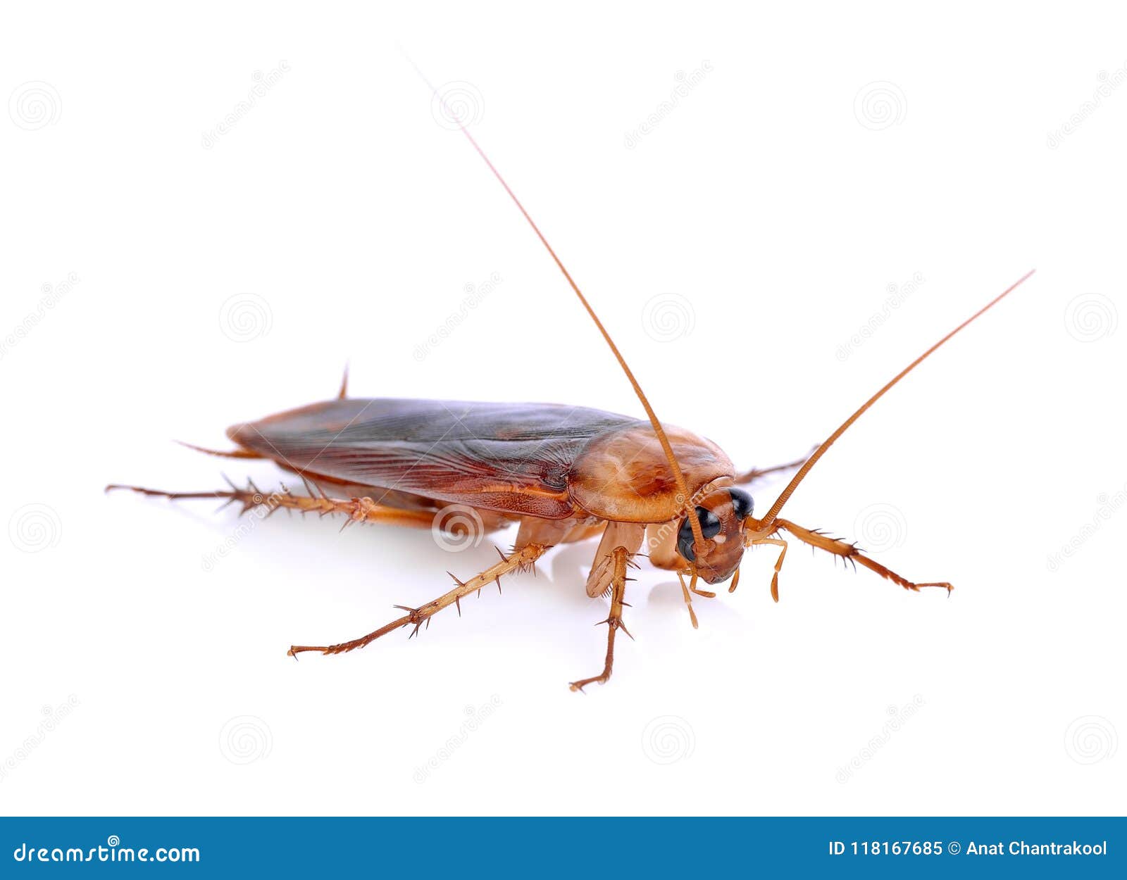Cockroach Isolated on a White Background Stock Image - Image of ...