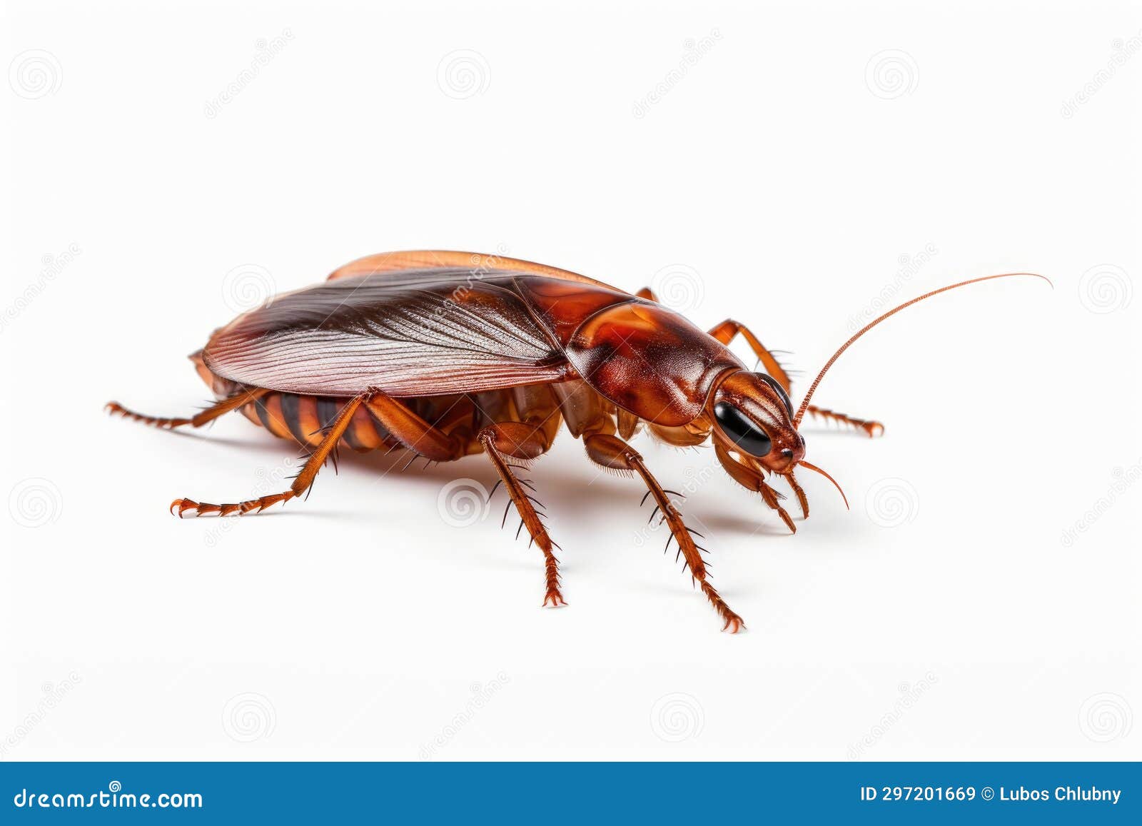 3d Cockroach Isolated On White Background - Realistic Lifelike Figure ...