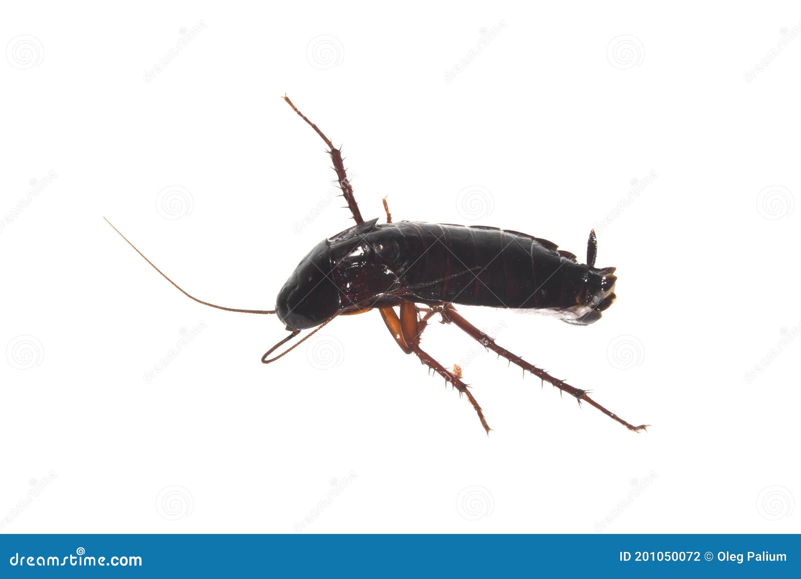 Cockroach Isolated on White Background Stock Photo - Image of head ...