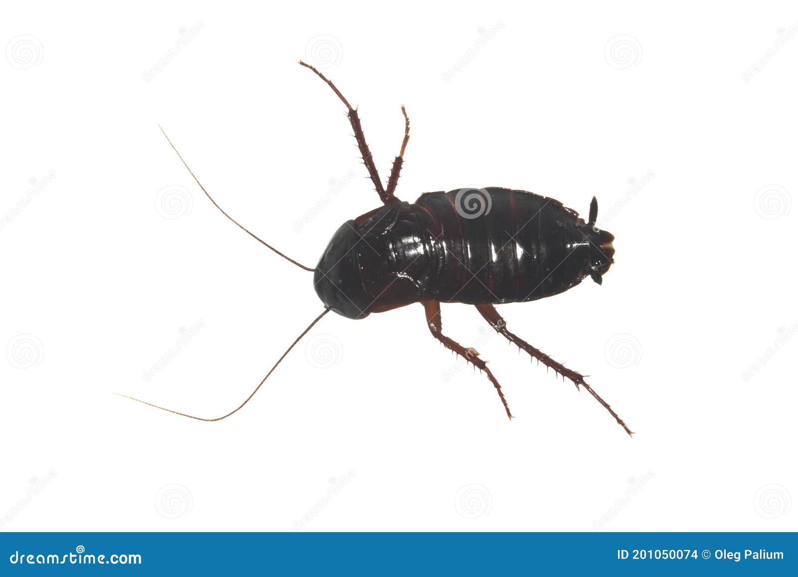 Cockroach Isolated on White Background Stock Photo - Image of brown ...