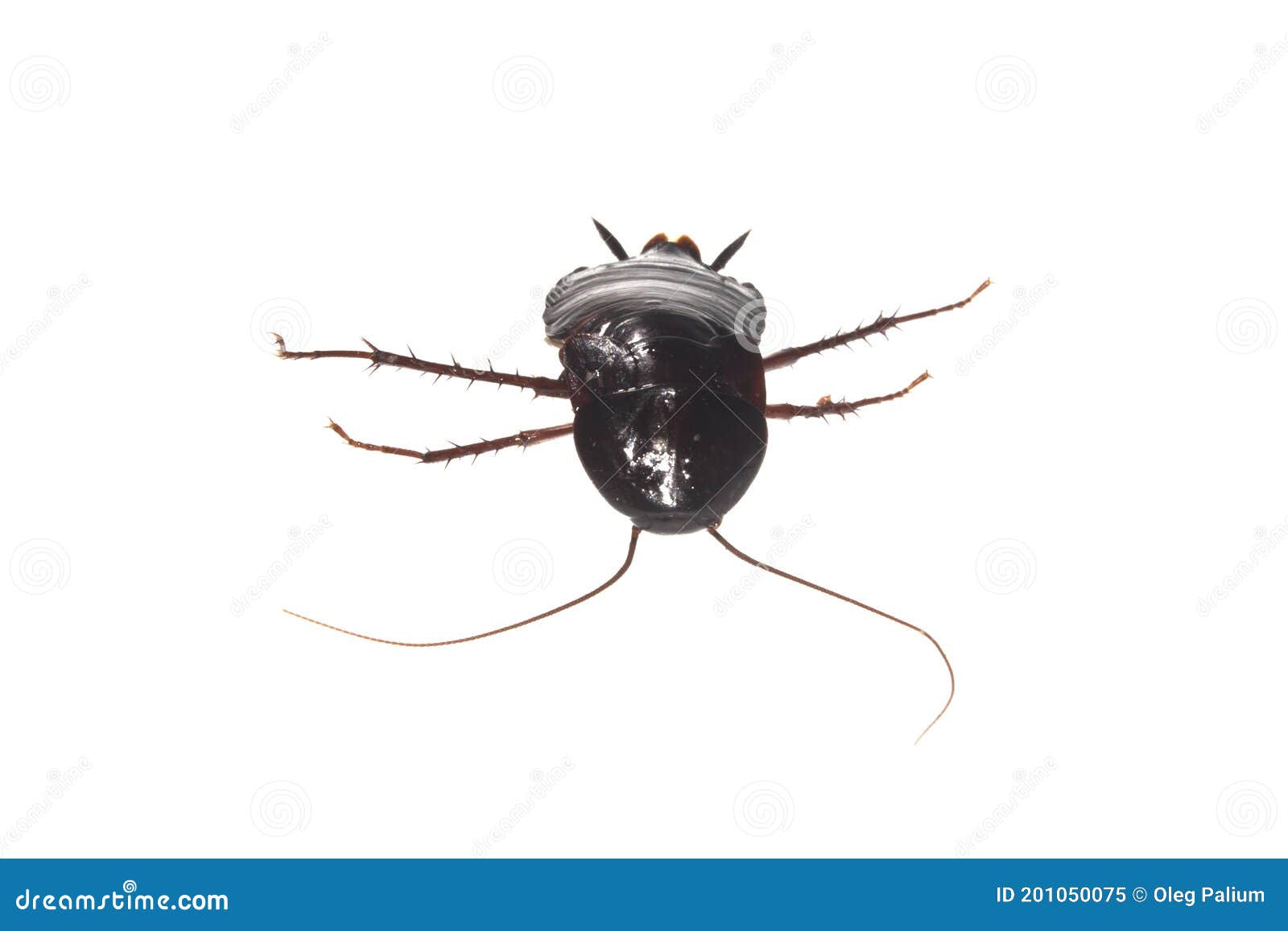 Cockroach Isolated on White Background Stock Image - Image of dirt ...