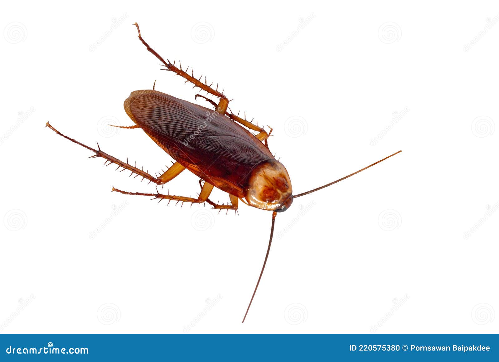 Cockroach Isolated on White Background, Stock Photo - Image of poison ...