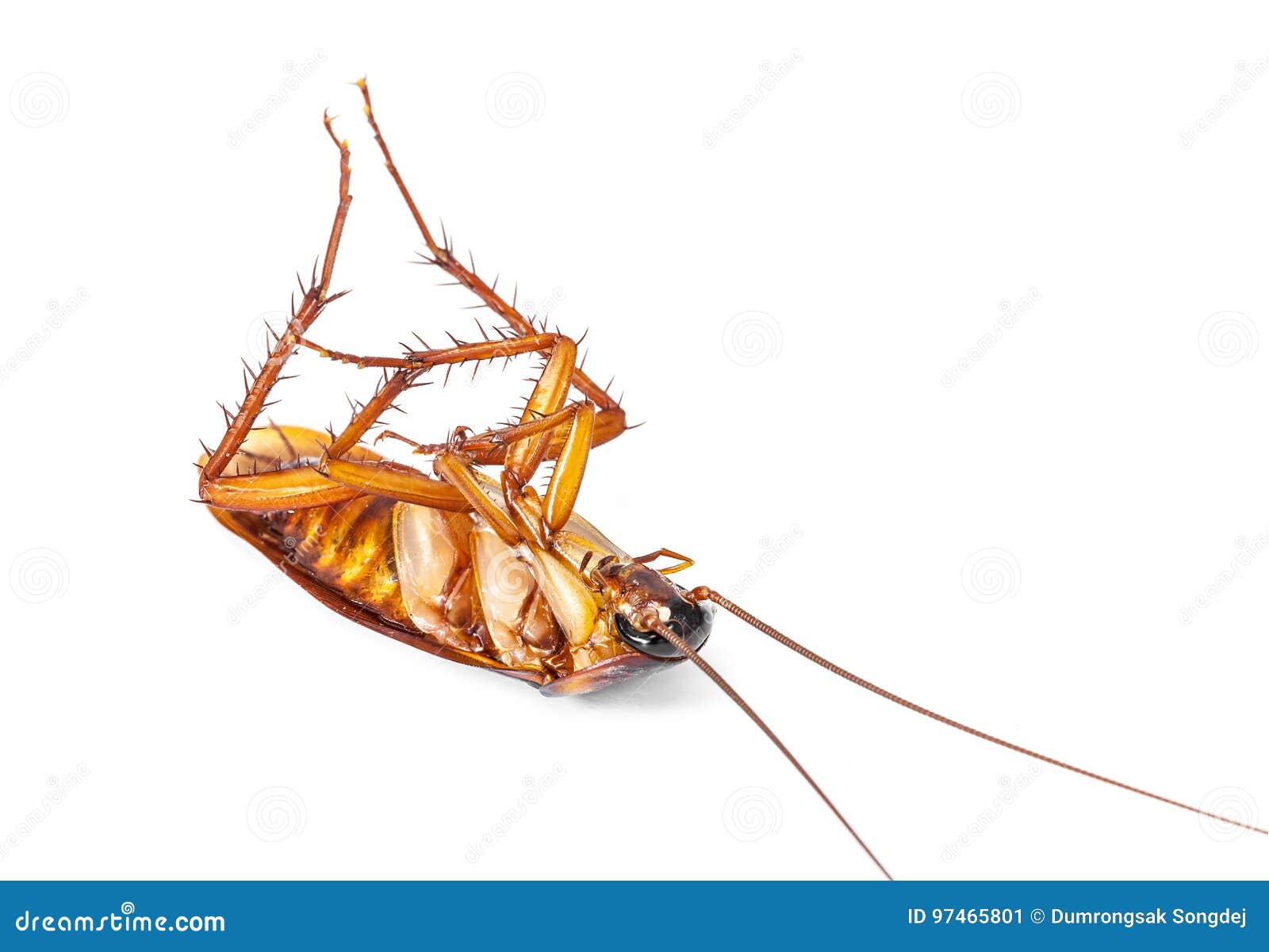 Cockroach Isolated on White Background Stock Image - Image of macro ...