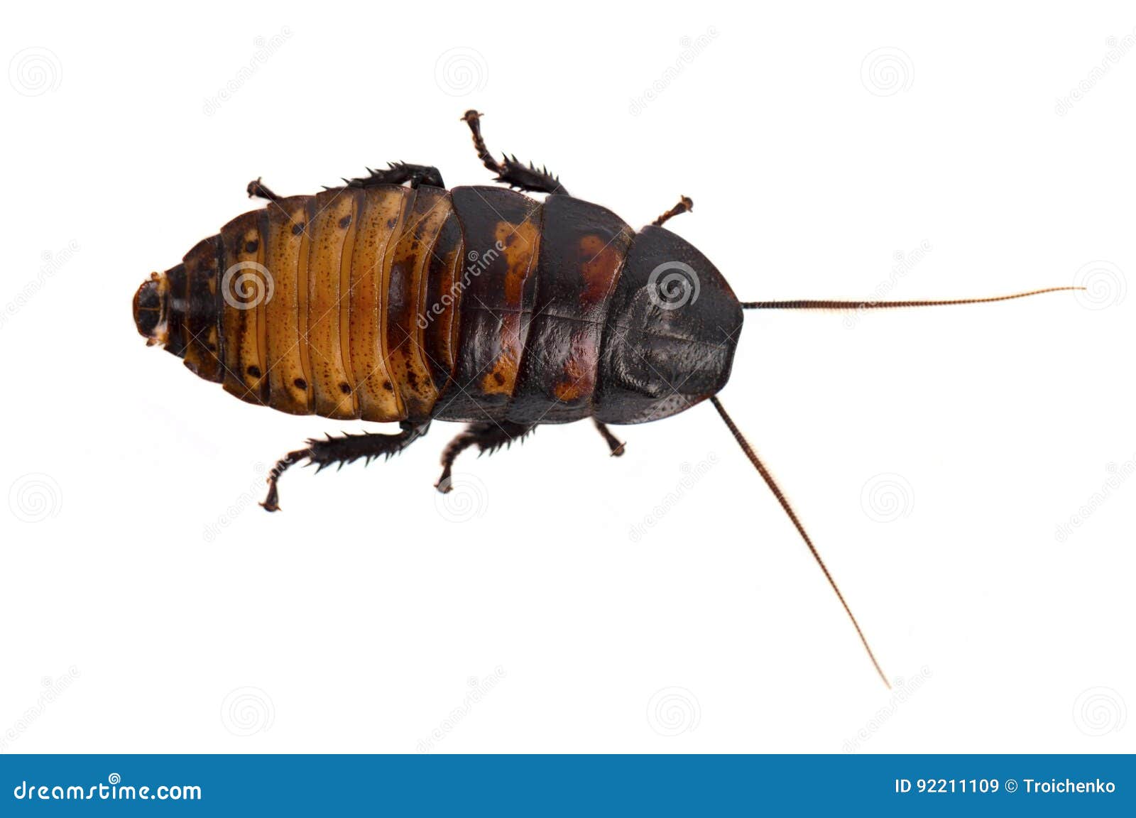 Cockroach Isolated on White Background Stock Image - Image of crawl ...