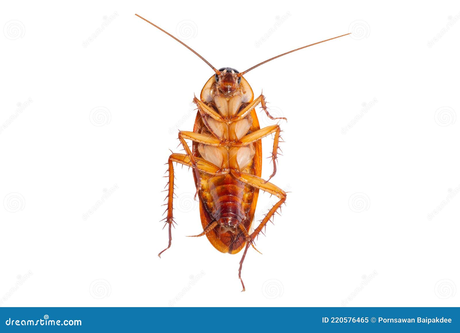 Cockroach Isolated on White Background Stock Image - Image of ...