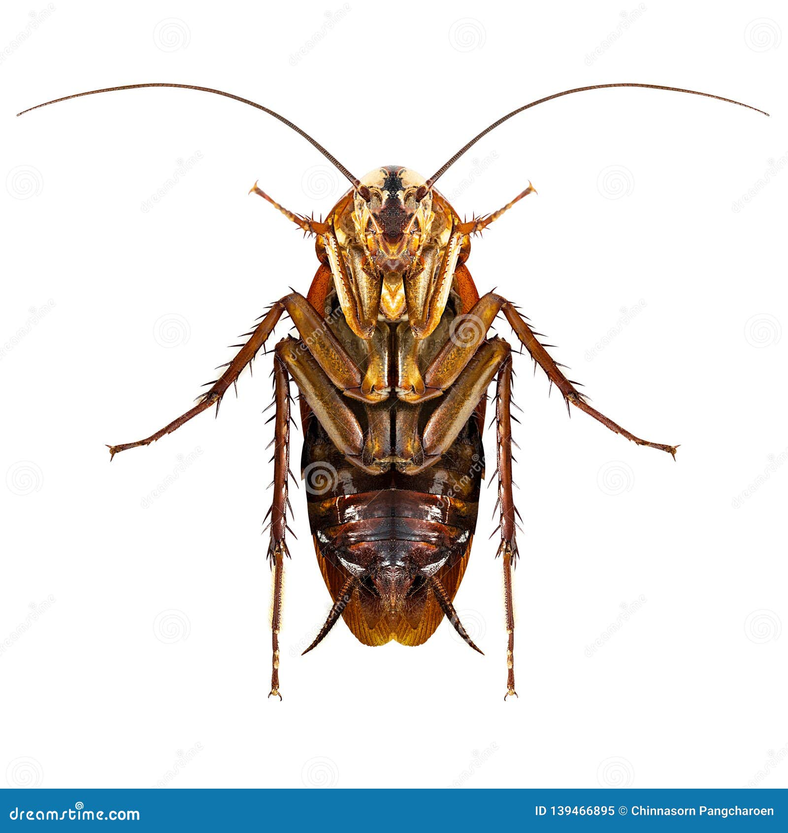 Cockroach,isolated On White Background Royalty-Free Stock Photo ...