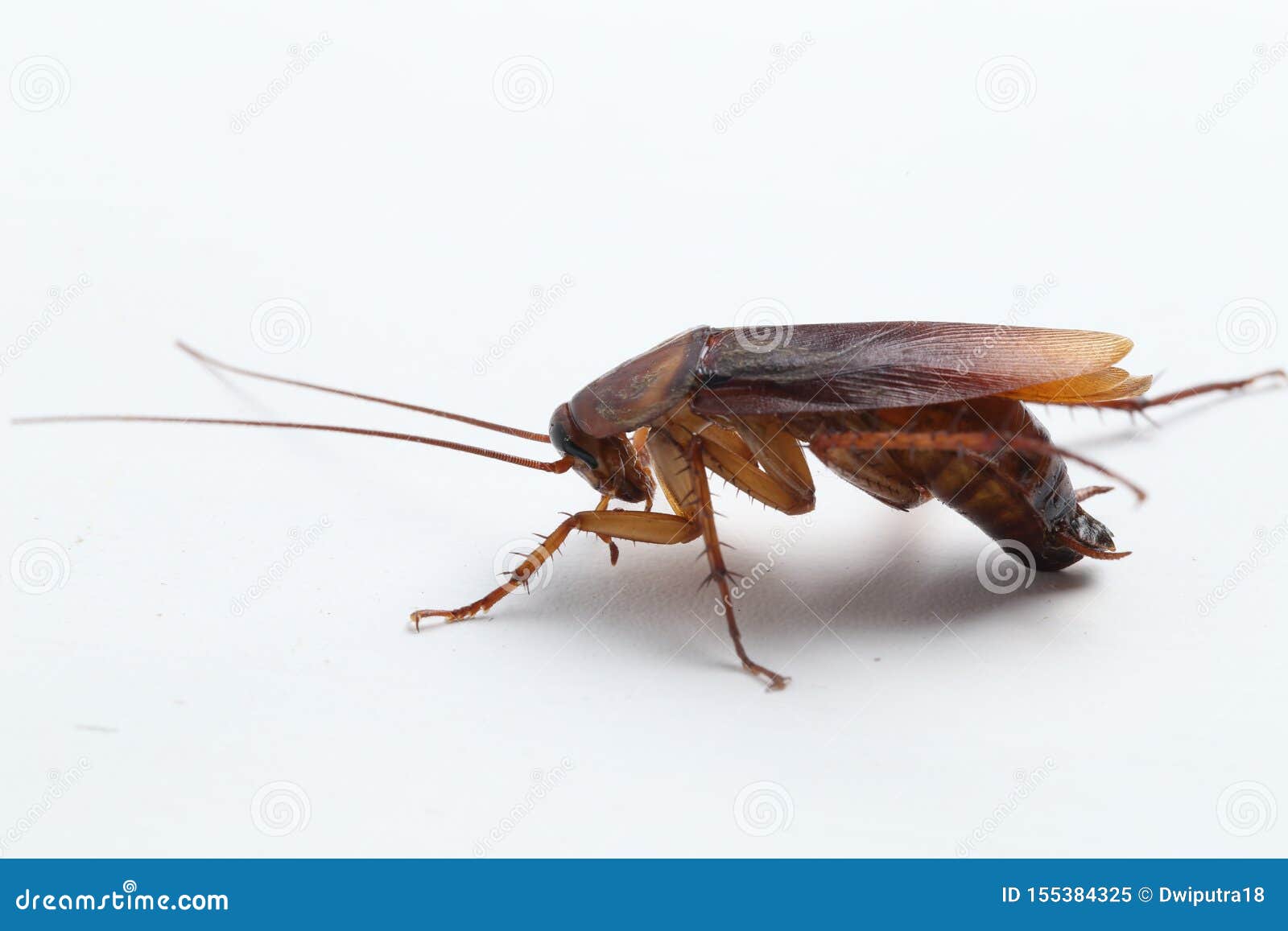 The Cockroach Isolated on the White Stock Image - Image of creature ...