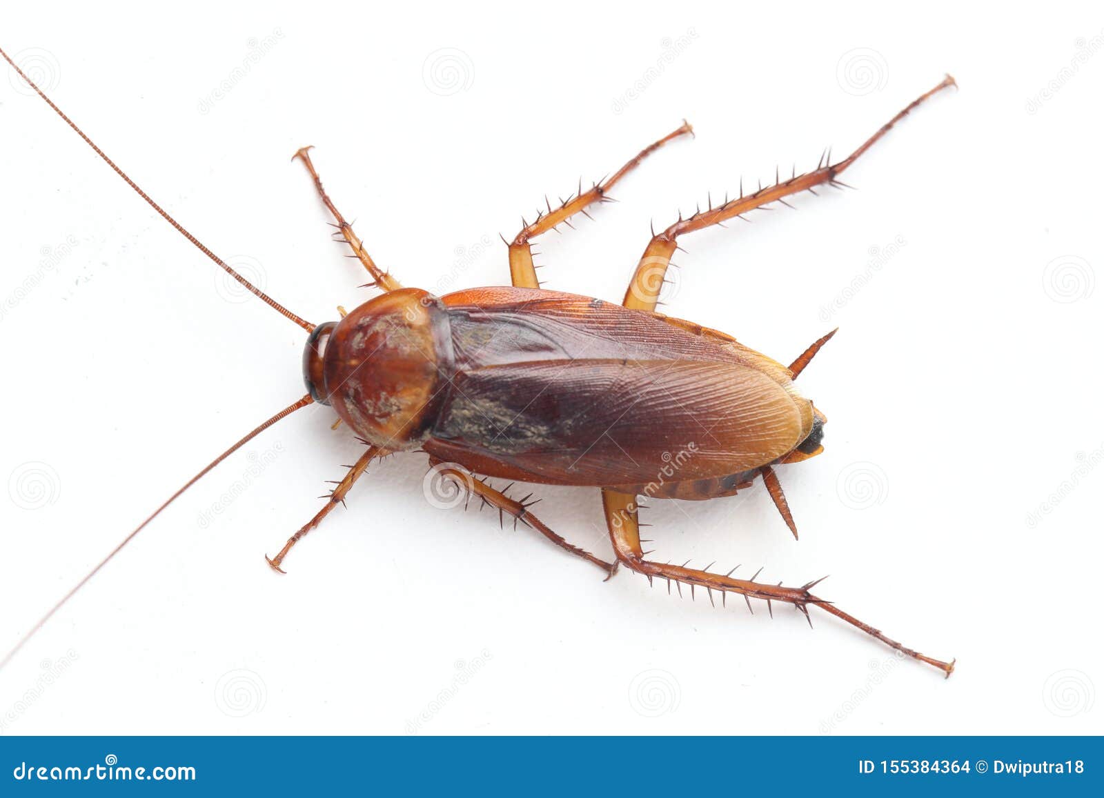 The Cockroach Isolated on the White Stock Photo - Image of background ...