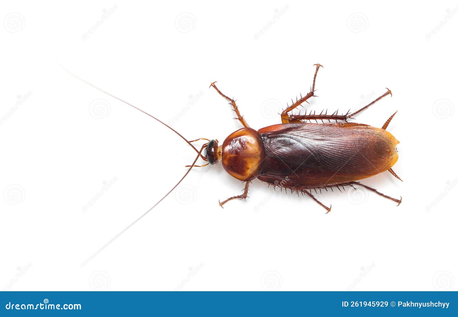 Cockroach Isolated on White Stock Image - Image of hygiene, insect ...