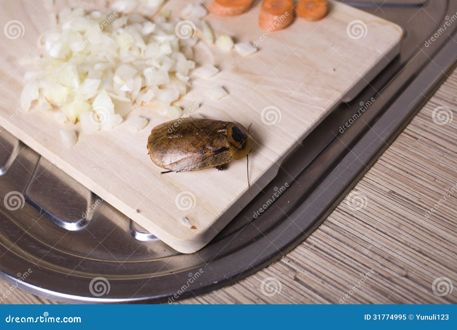 Cockroach on kitchen stock image. Image of insectophobia - 31774995