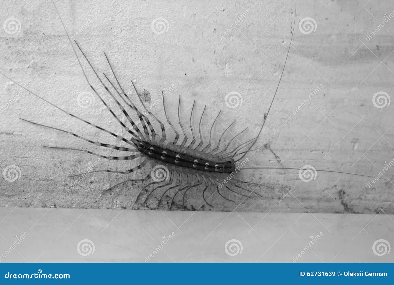 Cockroach stock image. Image of cockroach, beetle, great - 62731639