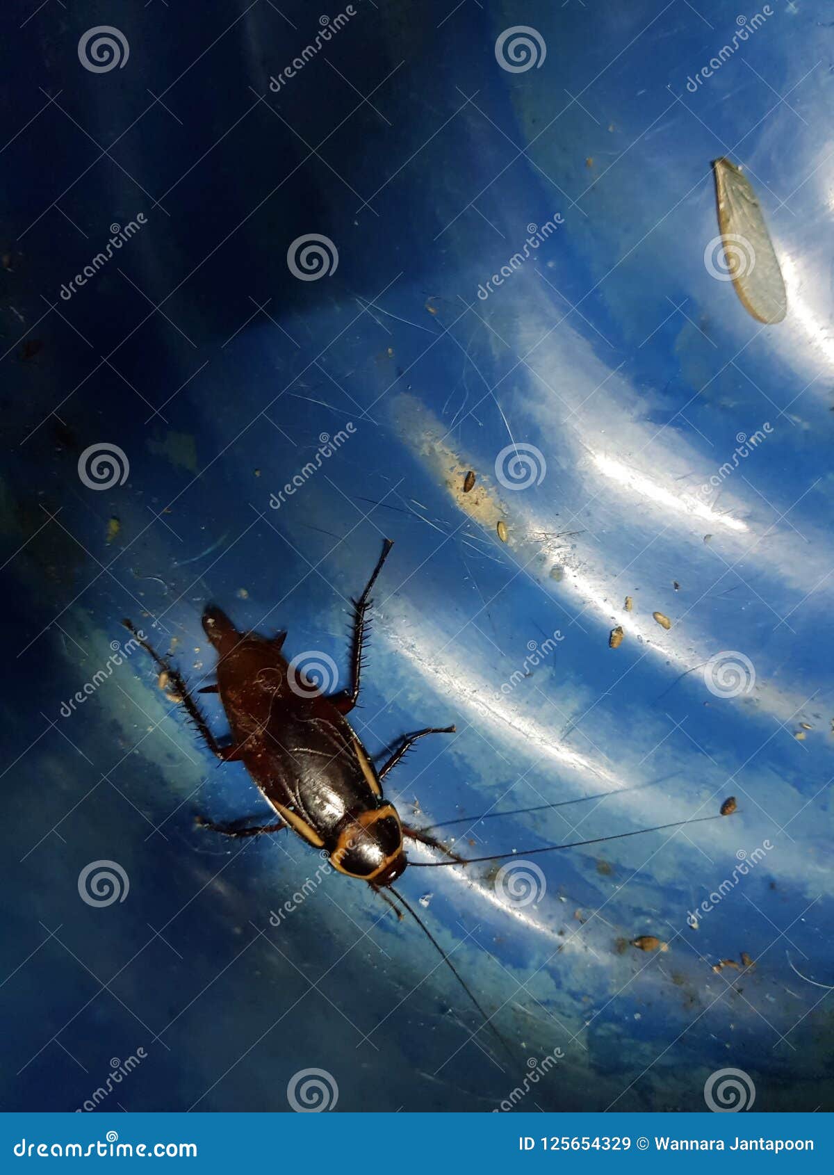 Cockroach laying an egg stock image. Image of hole, stick - 125654329