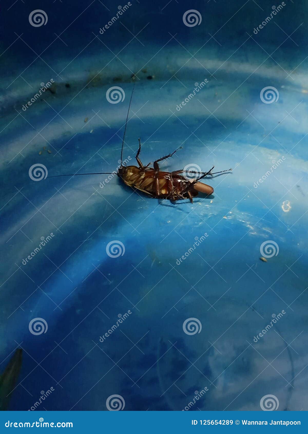Cockroach laying an egg stock image. Image of disease - 125654289