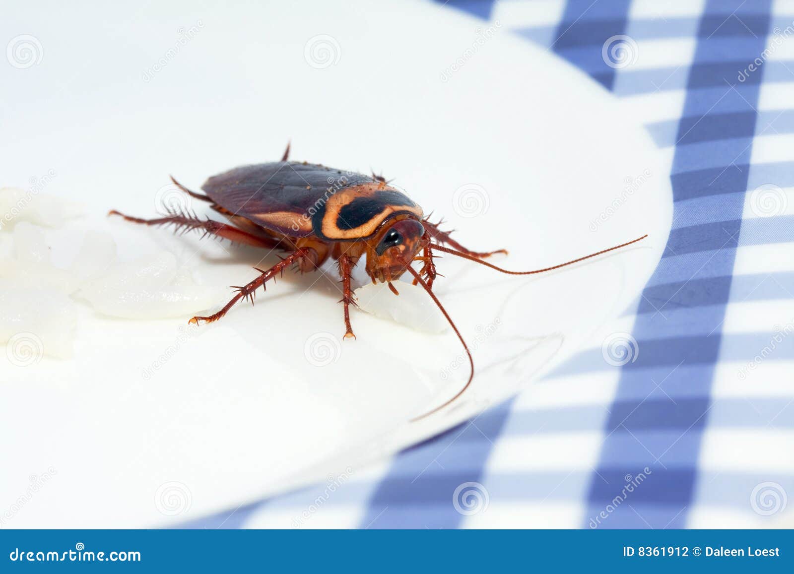 Cockroach lunch stock photo. Image of insect, macro, closeup - 8361912