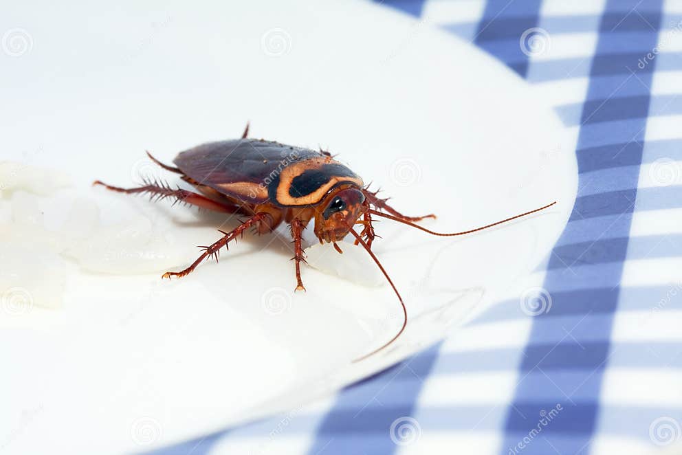 Cockroach lunch stock photo. Image of insect, macro, closeup - 8361912