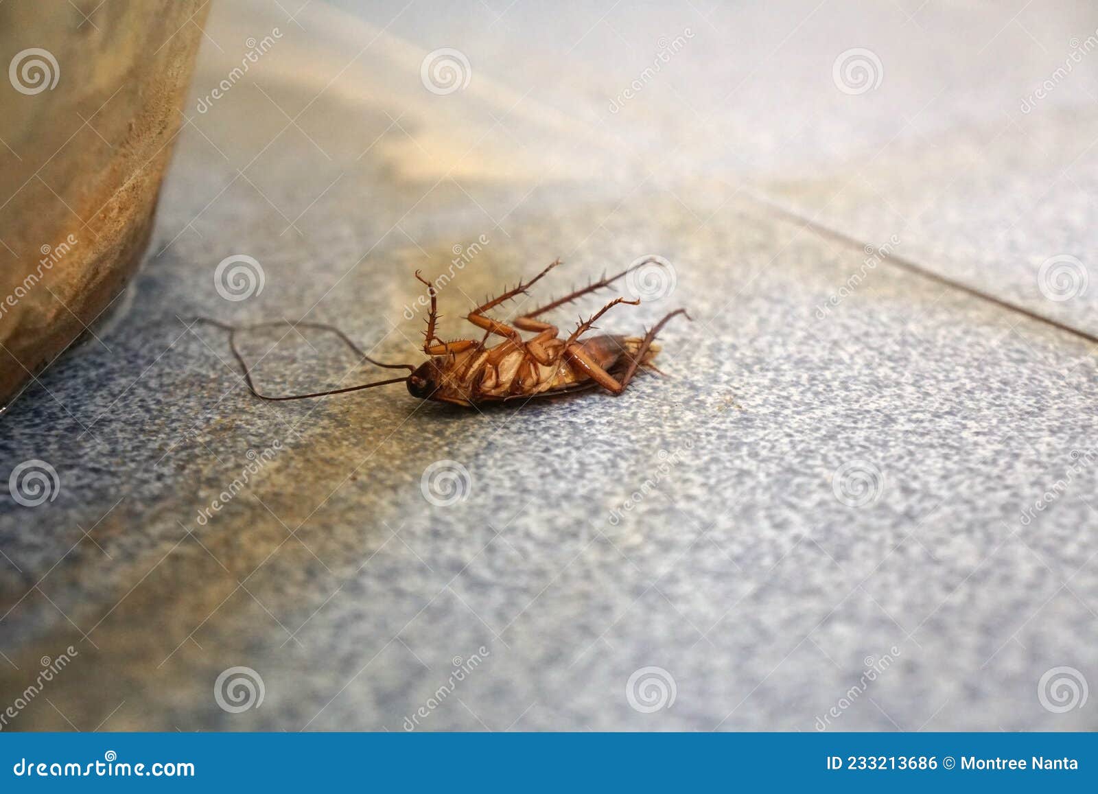 Cockroach Lying Dead on the Tiled Floor in the Bathroom. Stock Photo ...