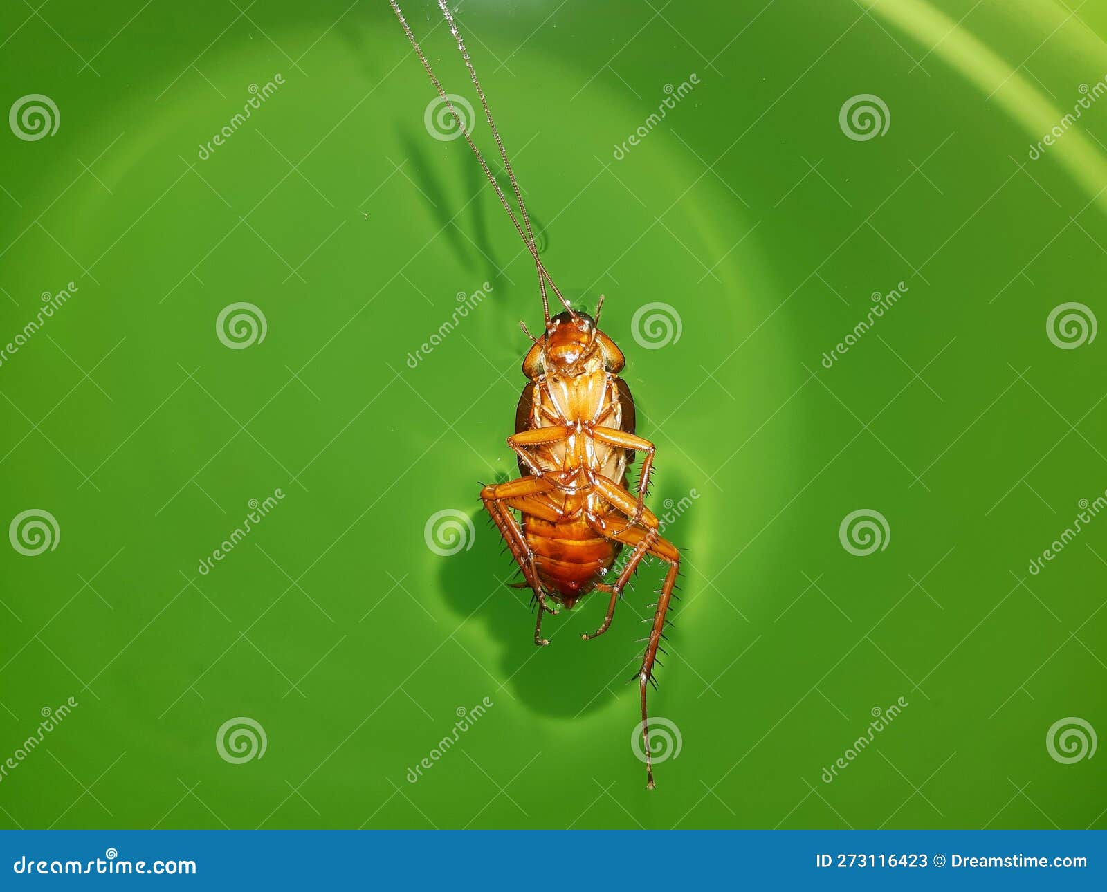 Cockroach Lying Down in the Green Bucket Stock Image - Image of bucket ...