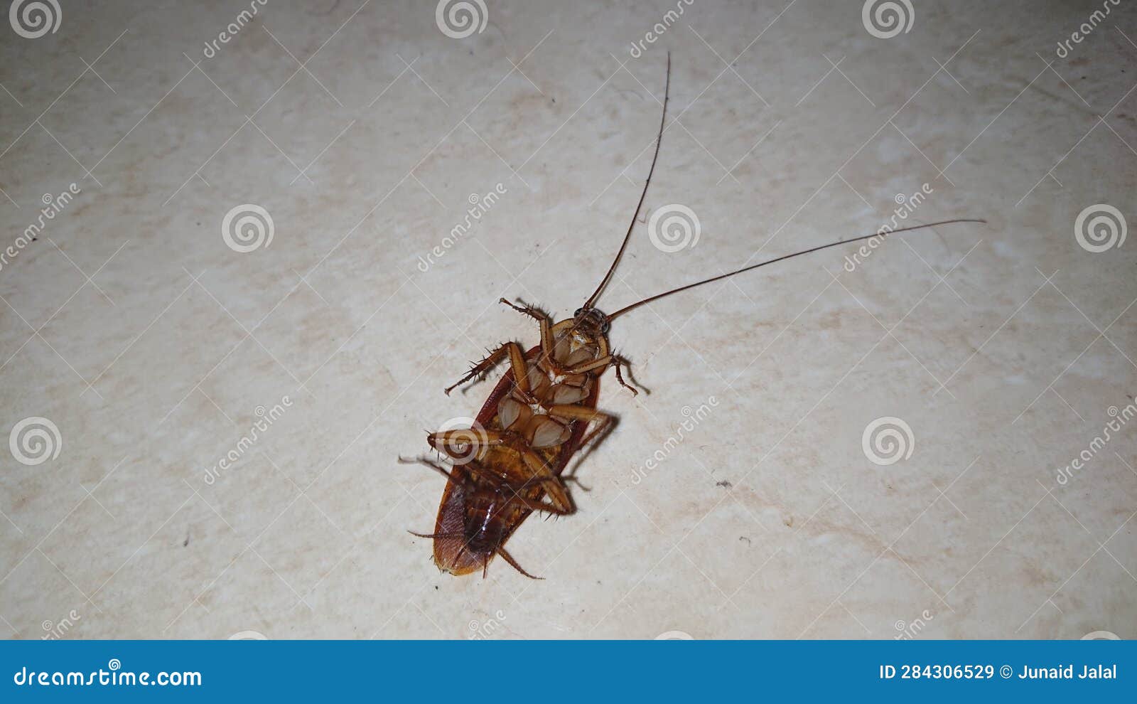 A Cockroach Lying on the Floor. Stock Image - Image of animal ...