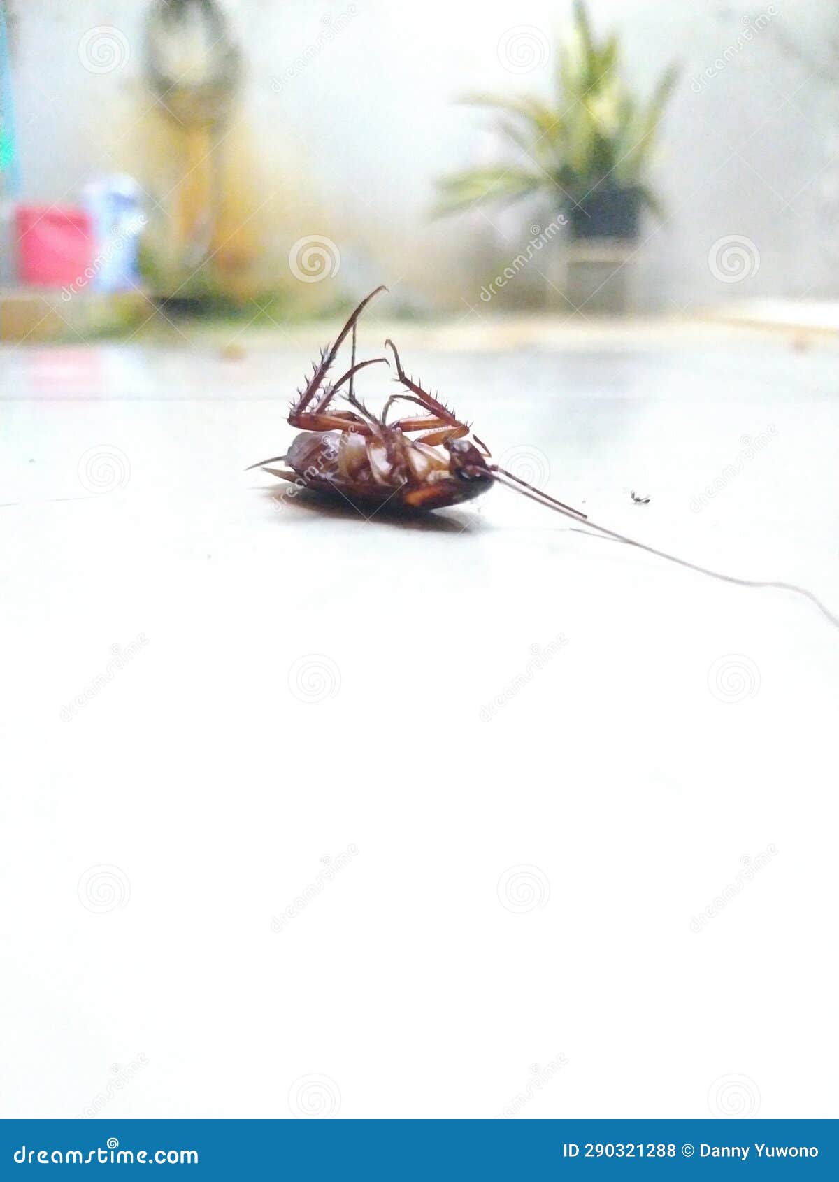 Cockroach Lying Helpless but Still Alive Stock Photo - Image of lying ...