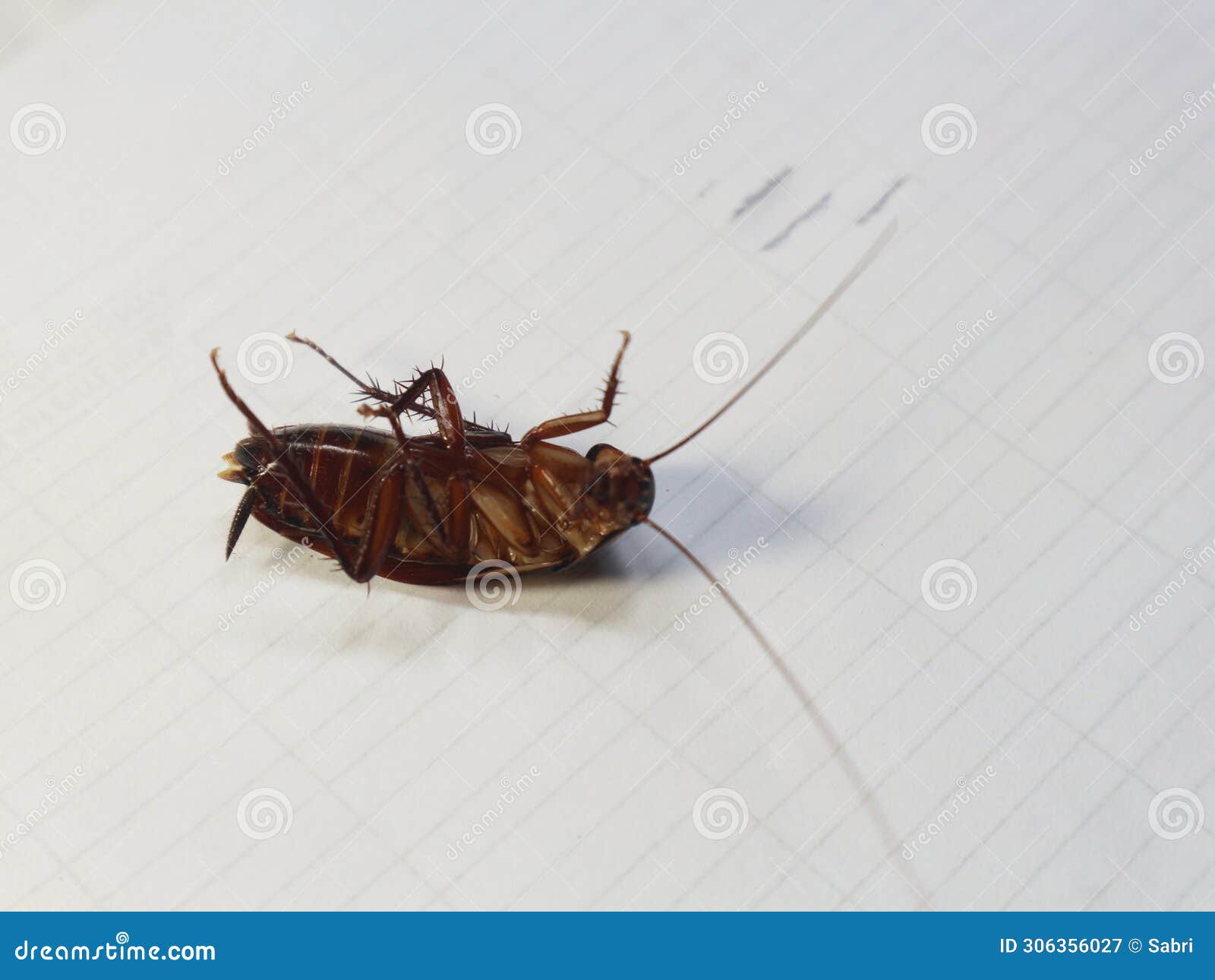 Cockroach Lying on His Back Stock Image - Image of beetle, pollinator ...