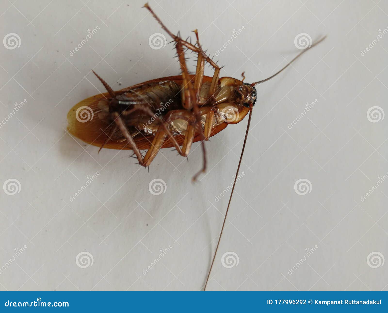 Cockroach Lying on Its Back and Dying on a White Background Stock Photo ...