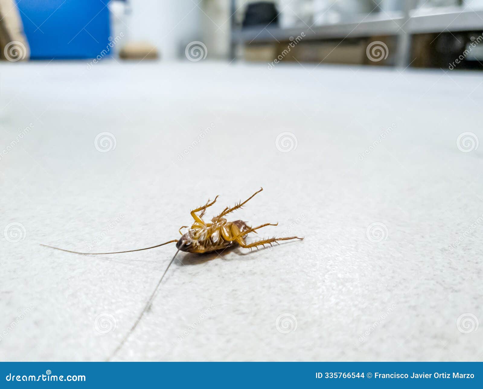 Cockroach Lying on Its Back Indoors Stock Photo - Image of infestation ...