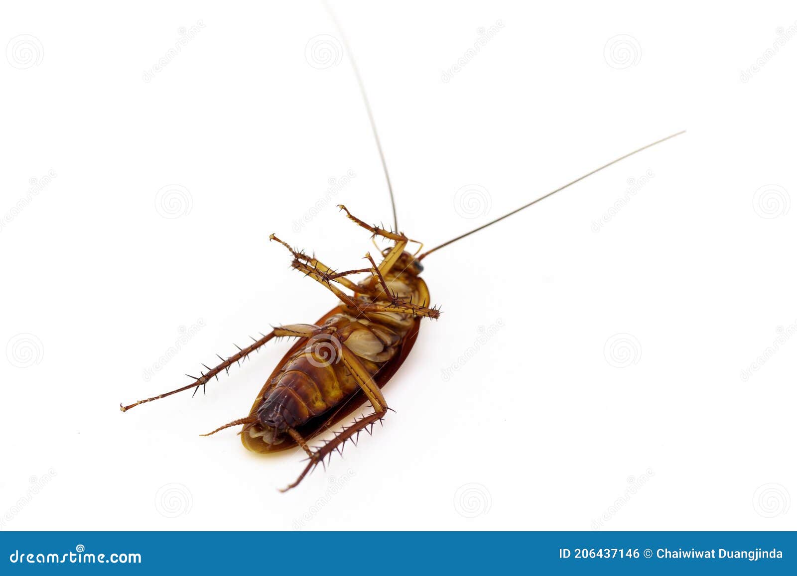 Cockroaches Isolated on White Background Stock Photo - Image of ...