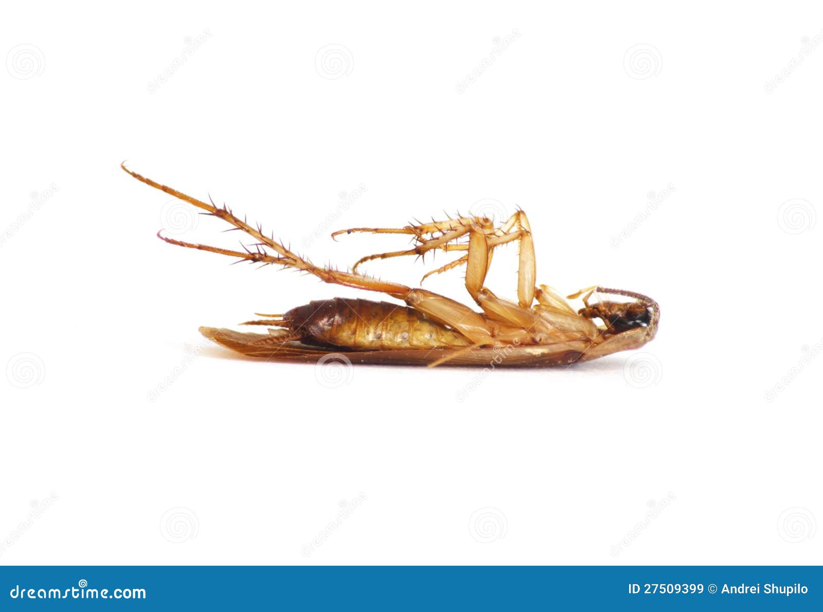 Cockroach Lying Upside Down Stock Image - Image of hairy, abdomen: 27509399