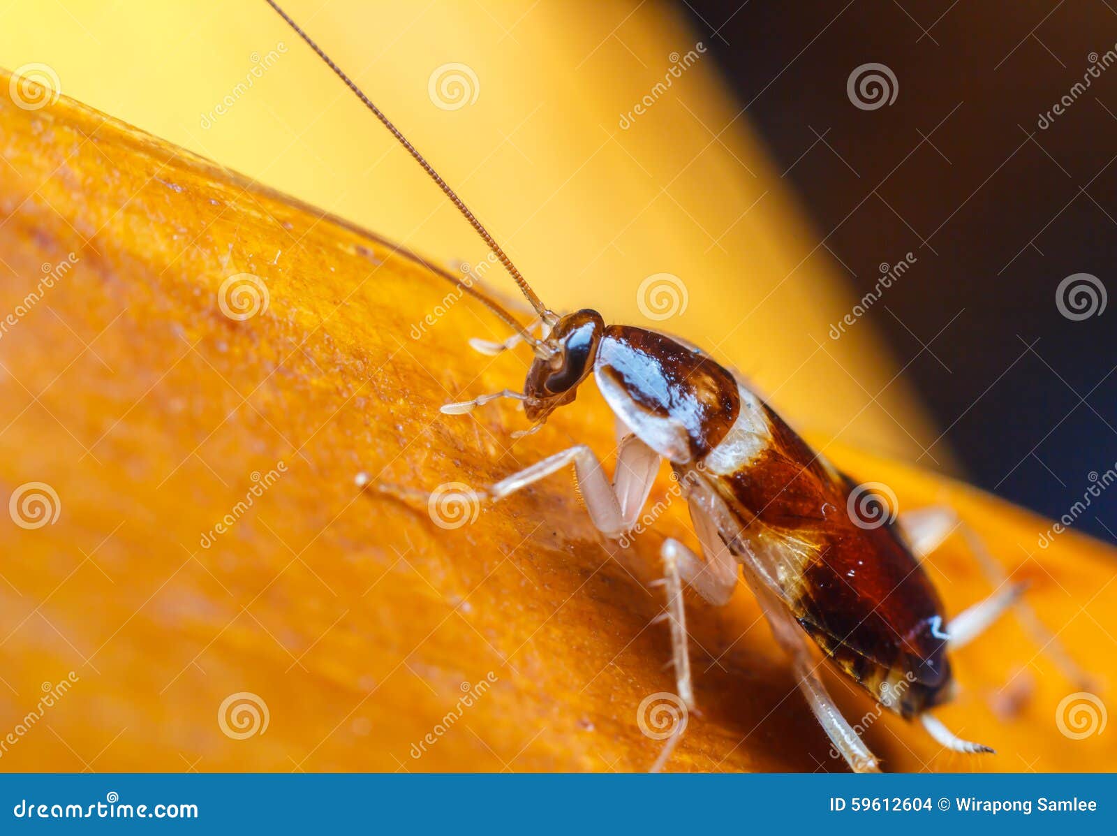 Cockroach stock photo. Image of brown, cockroach, color - 59612604
